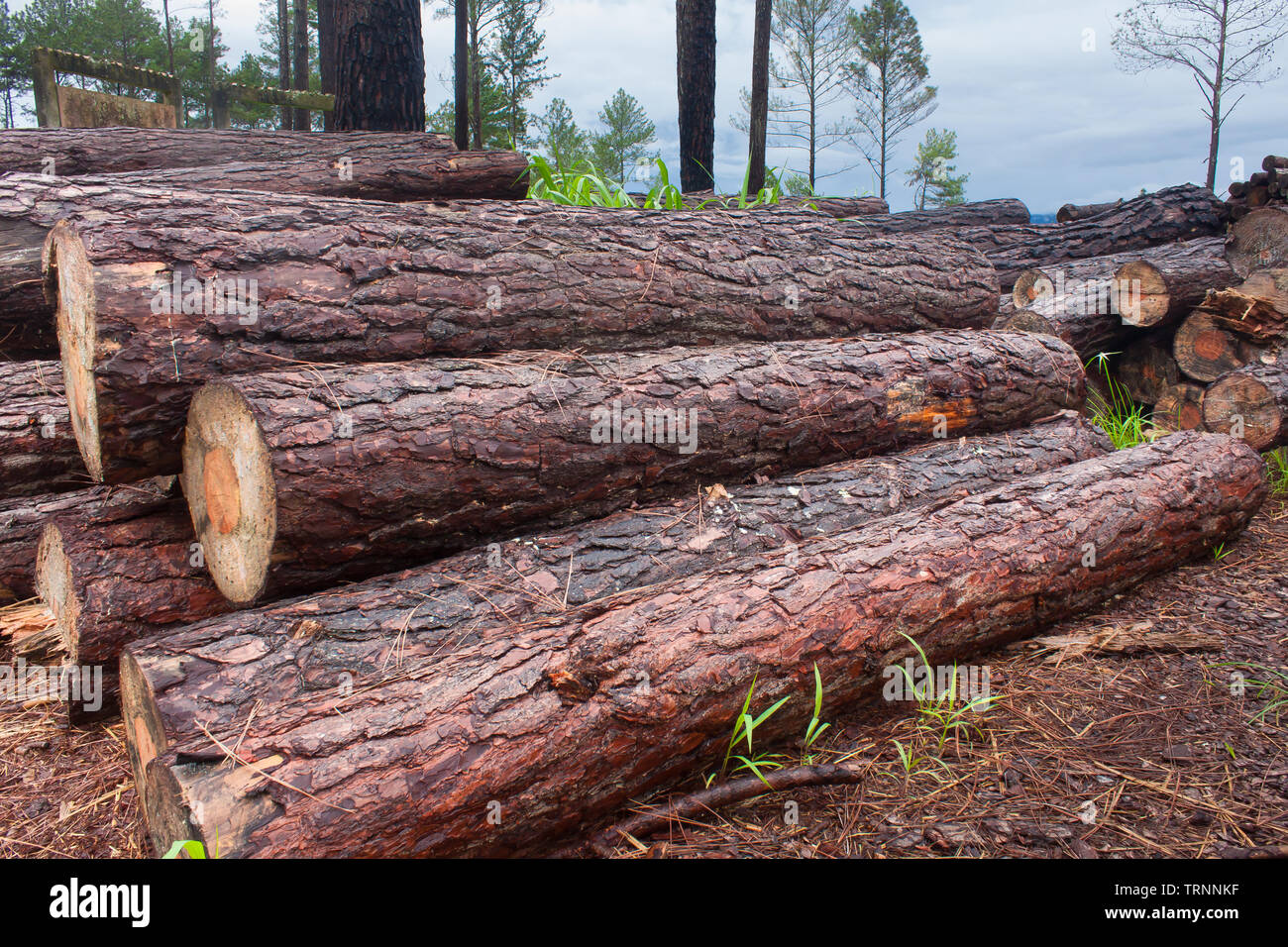 Ancestral Tree High Resolution Stock Photography and Images - Alamy