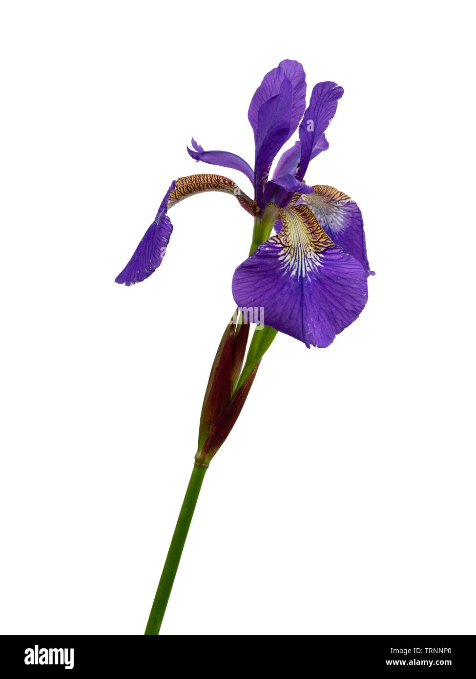 Single iris flower hi-res stock photography and images - Alamy
