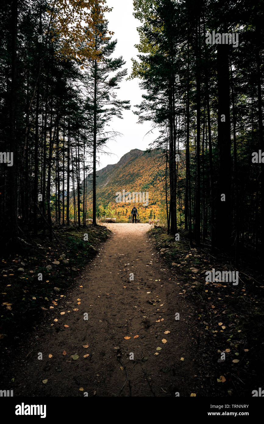 Forest solitude hi-res stock photography and images - Alamy