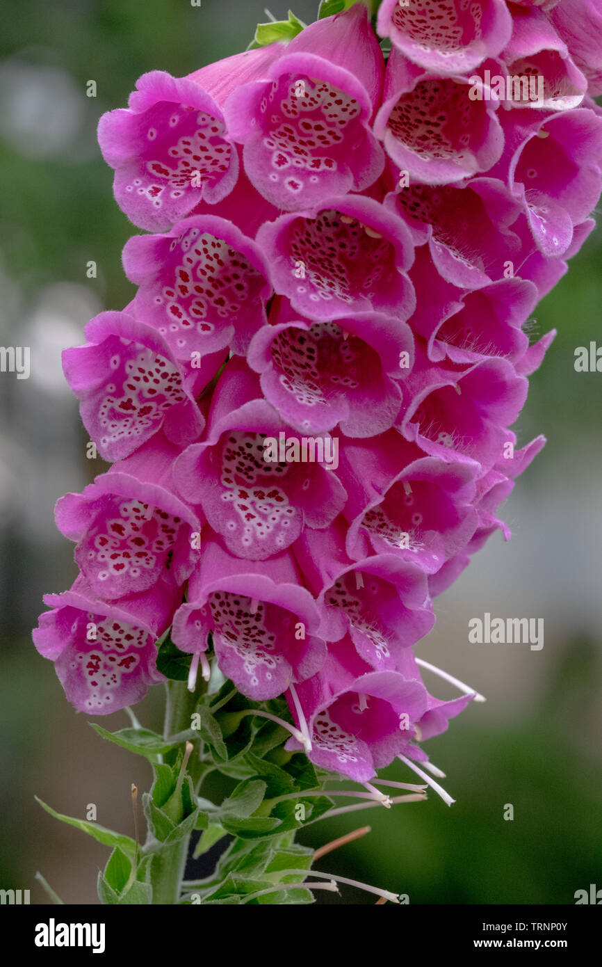 Foxglove Uk Garden High Resolution Stock Photography and Images - Alamy