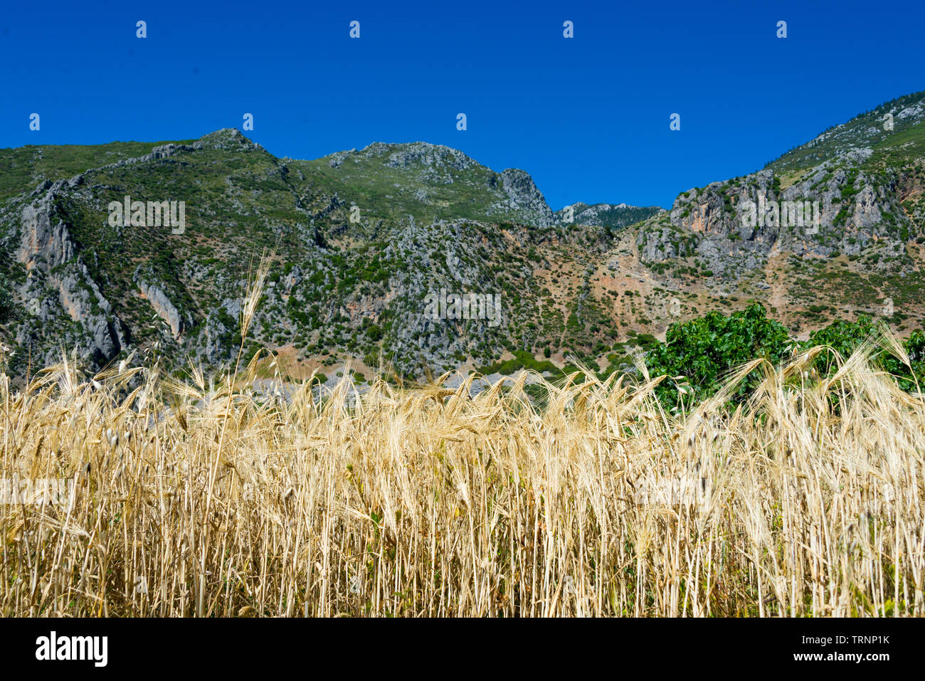 grain field in rif mountains, morocco Stock Photo - Alamy