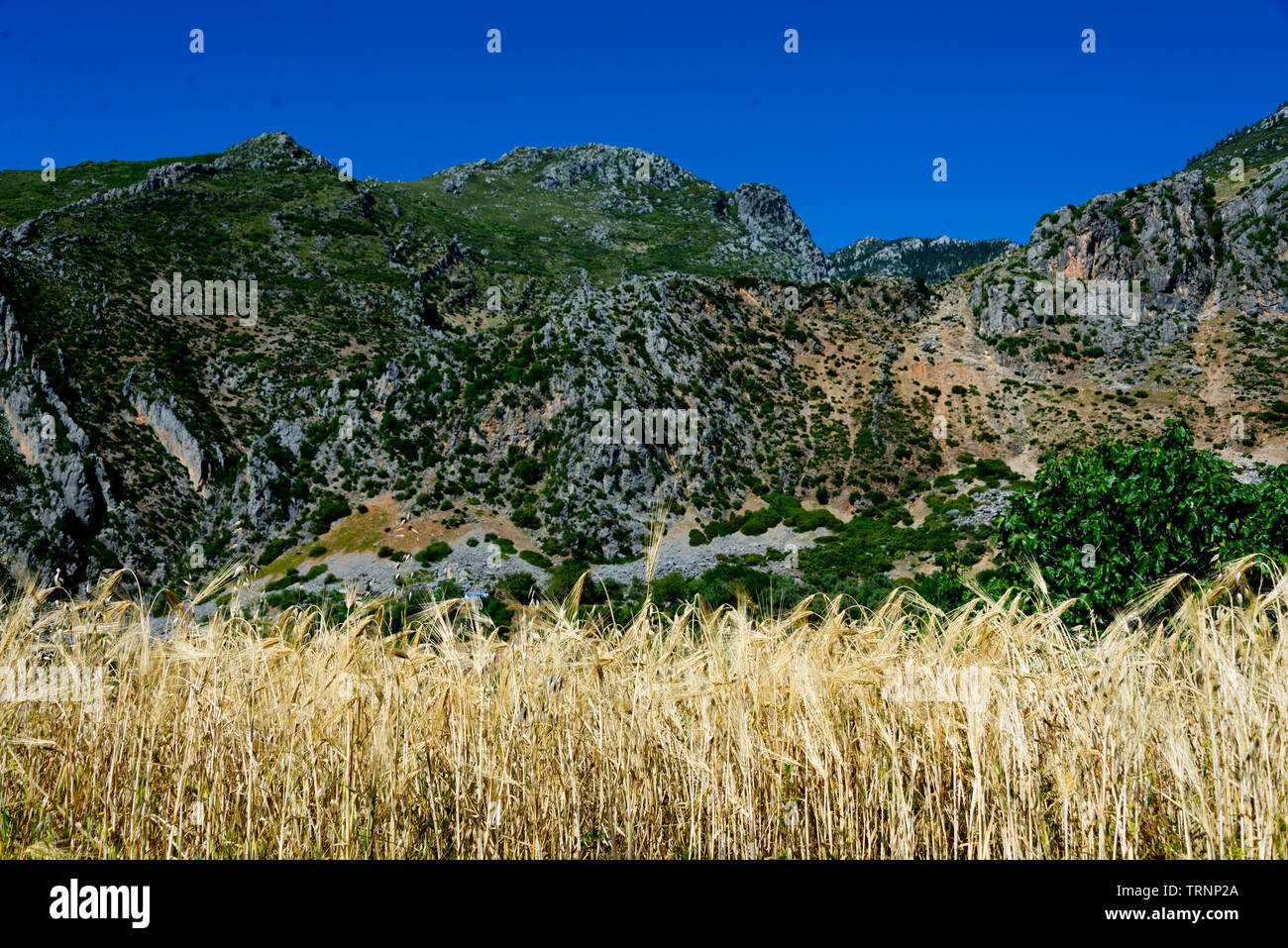 grain field in rif mountains, morocco Stock Photo - Alamy