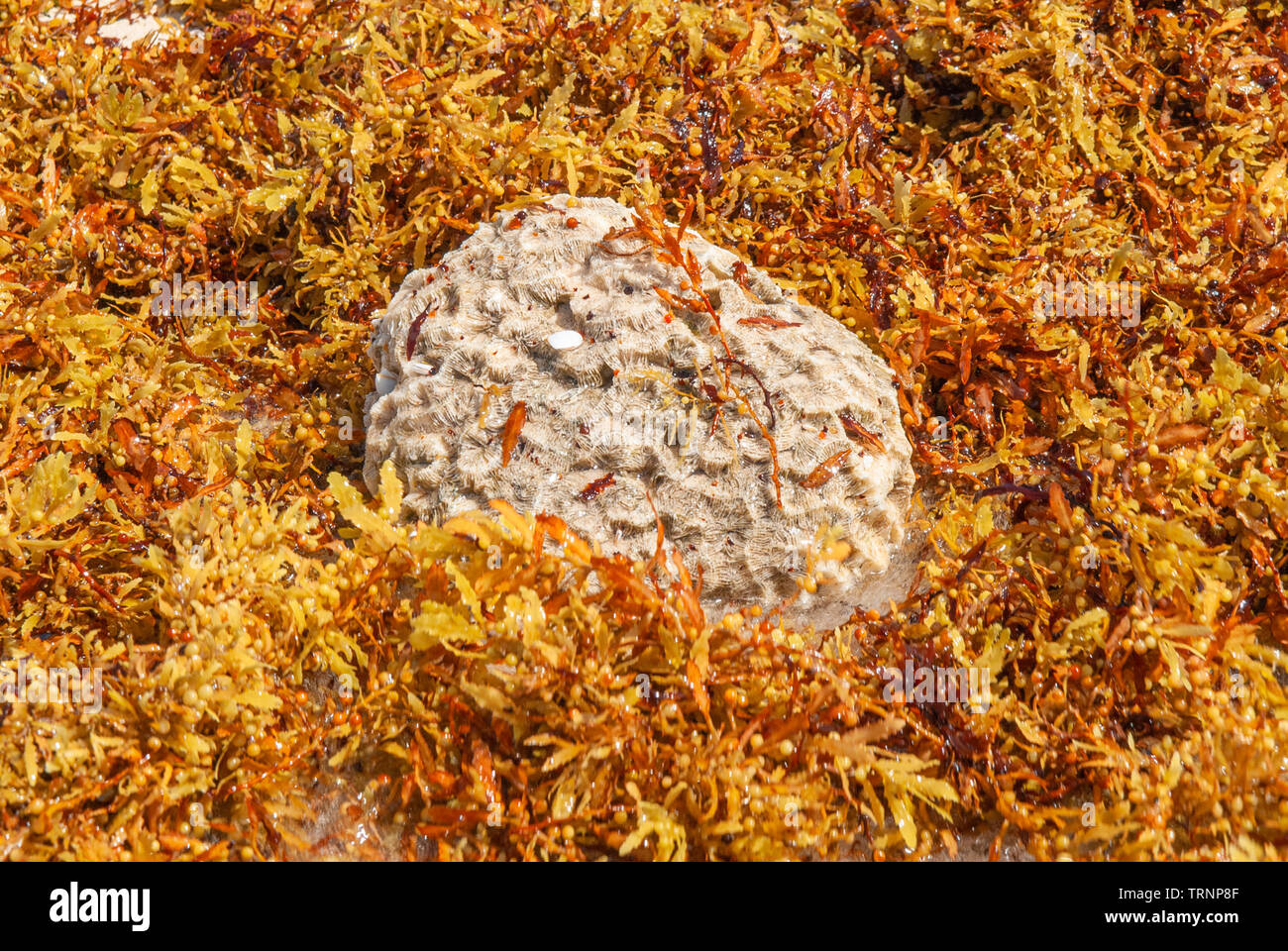 Gulf mexico algae hi-res stock photography and images - Alamy