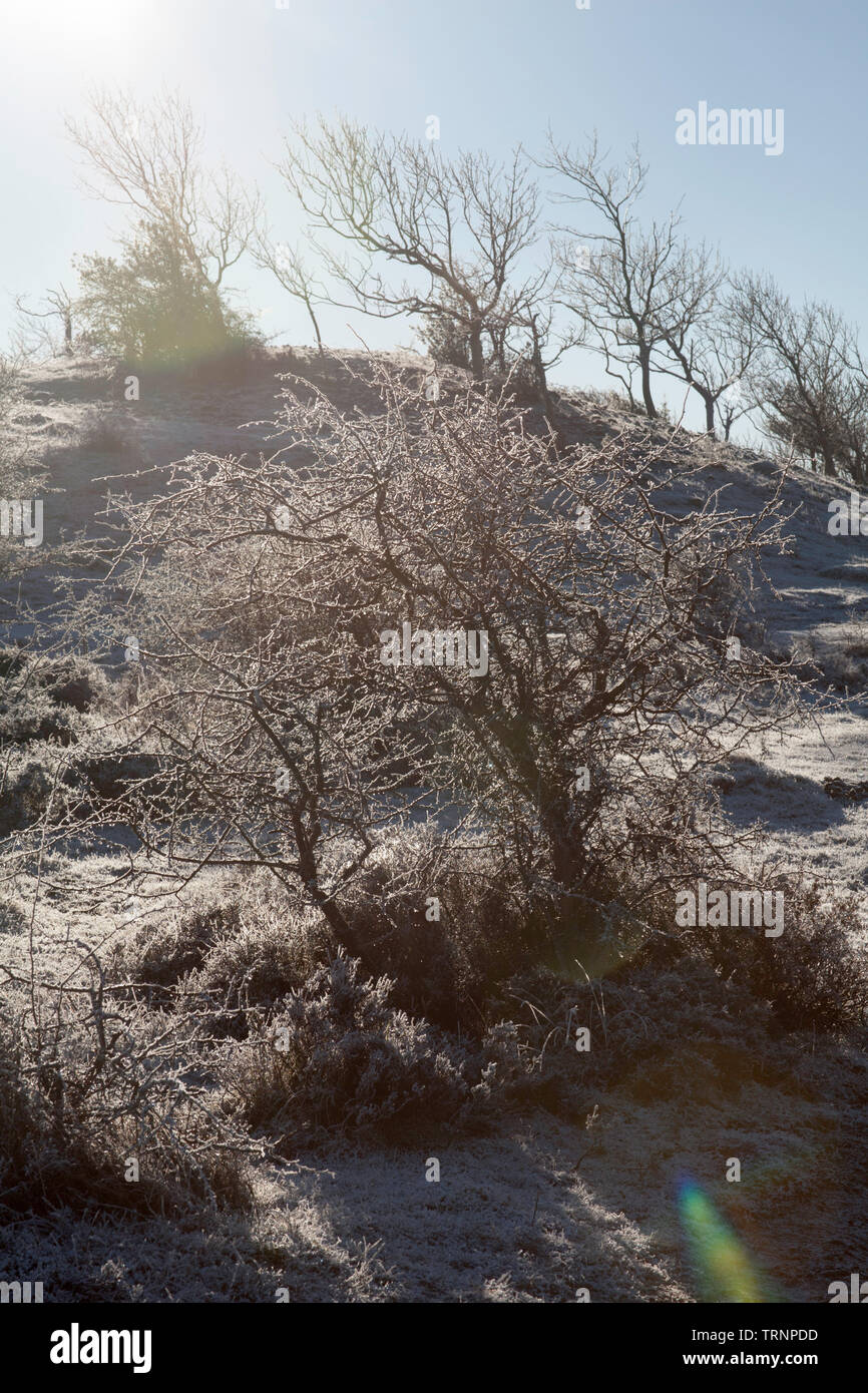 Ice clad trees on the frosty snow clad plateau of Scout Scar on a clear ...