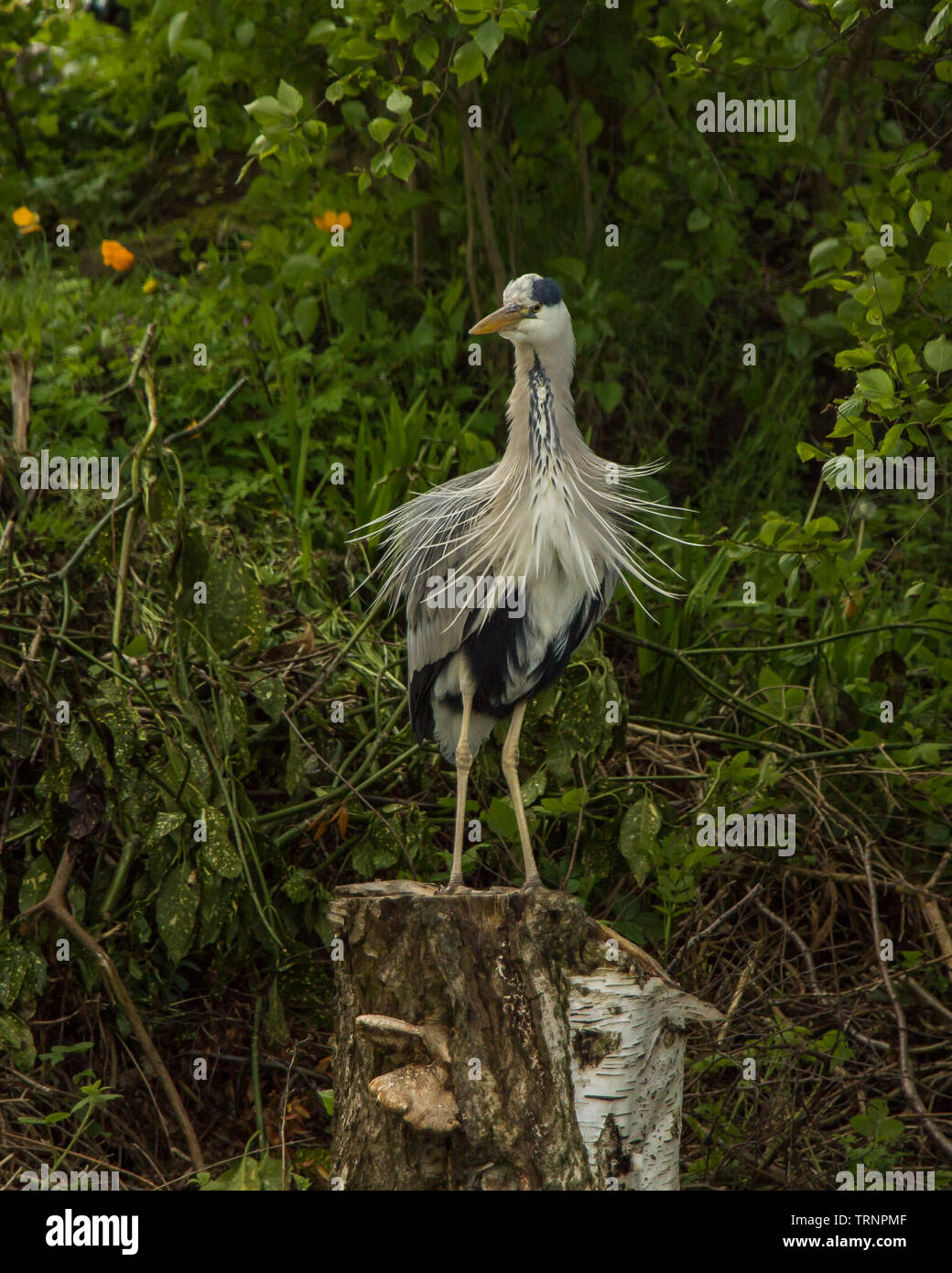 Heron ruffled feathers hi-res stock photography and images - Alamy