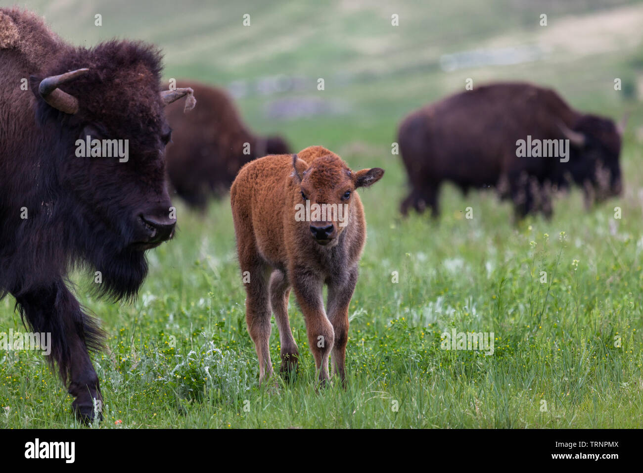Last years bison baby stands guard over this years curious baby with ...