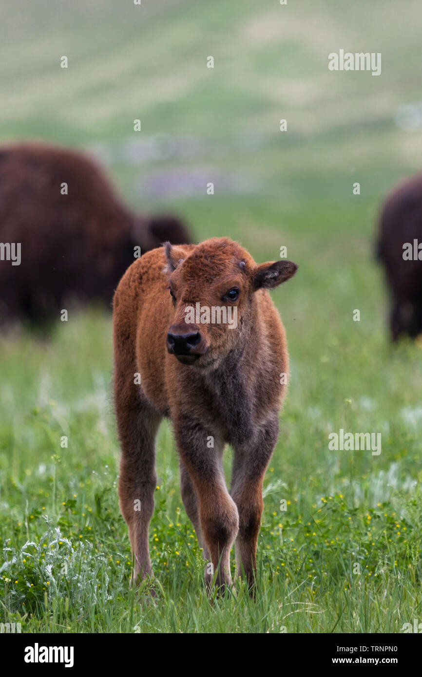 Black and green buffalo checks hi-res stock photography and images - Alamy