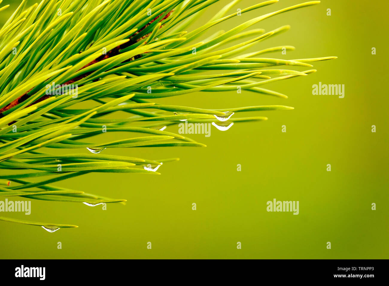 Pine tree needles water drops hi-res stock photography and images - Alamy