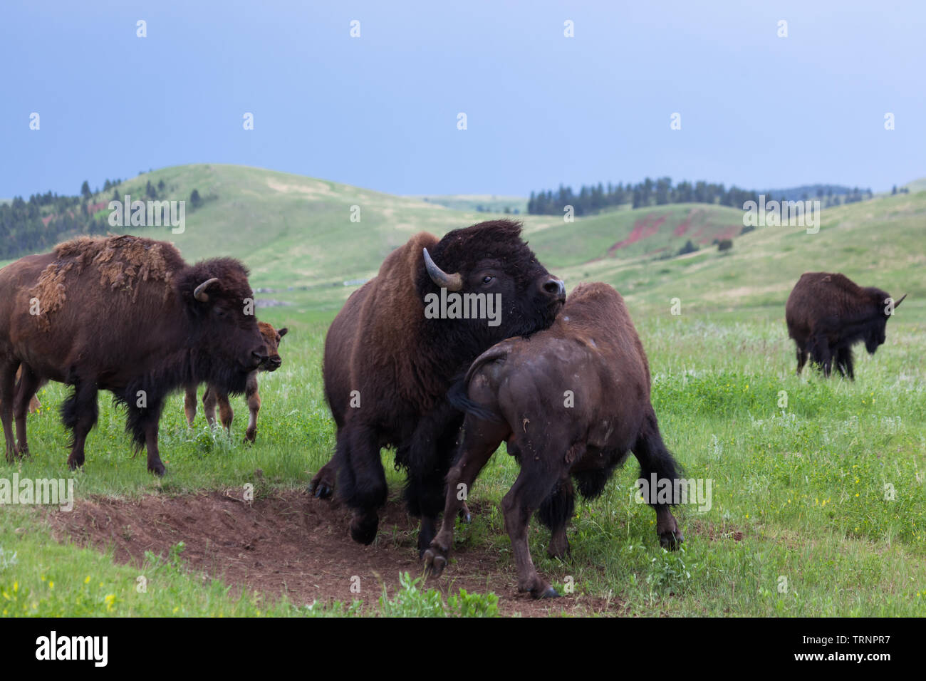 Two male bison use their heads and bodies in a contest of strength with ...