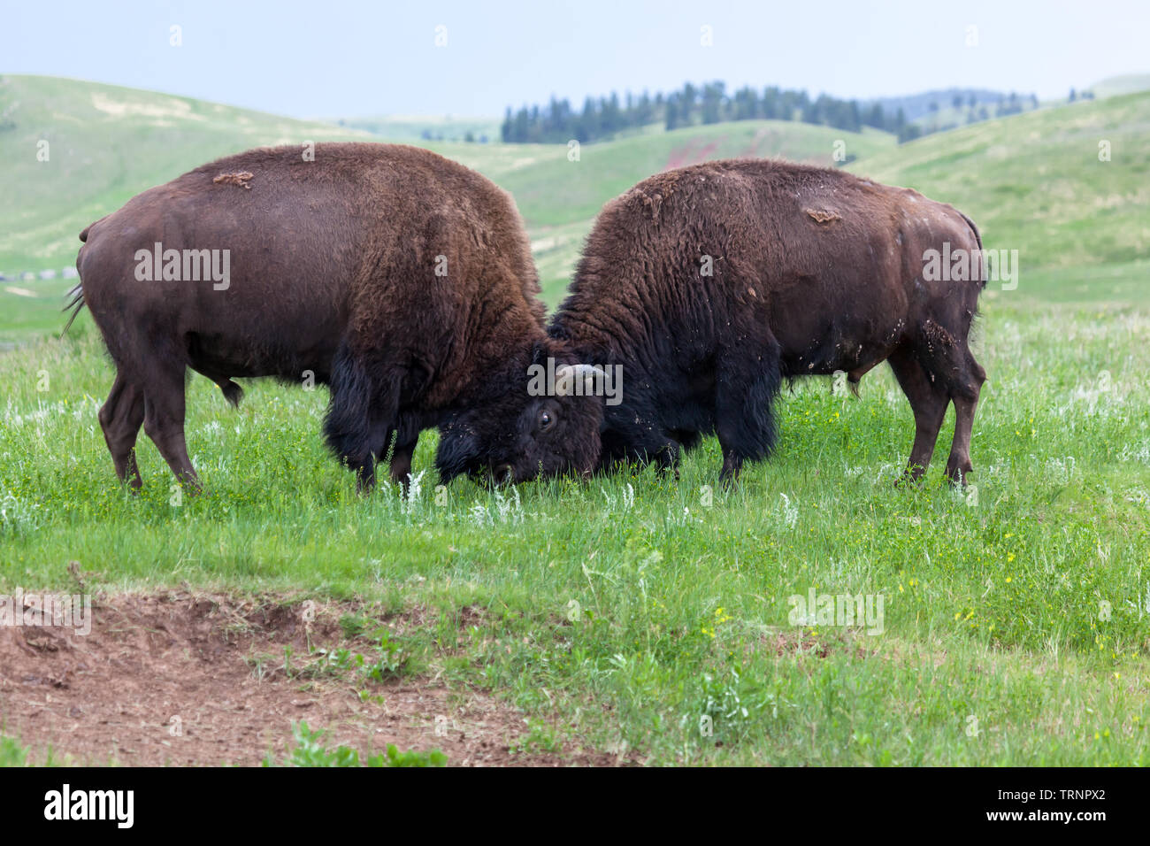 Two male bison use their heads and horns in a contest of strength on ...