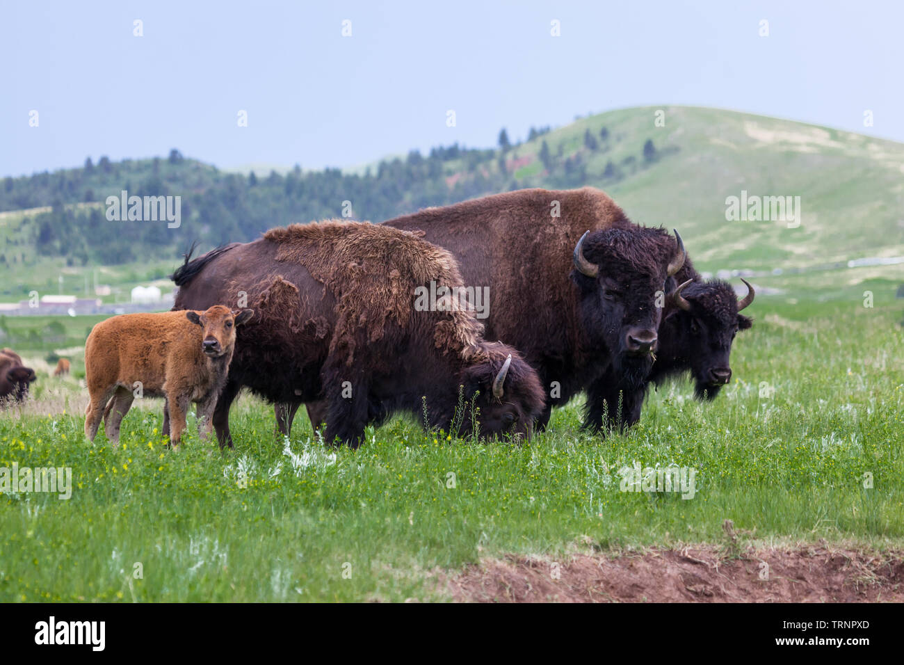 A bison family stands in a row with this years baby next to mom who is ...