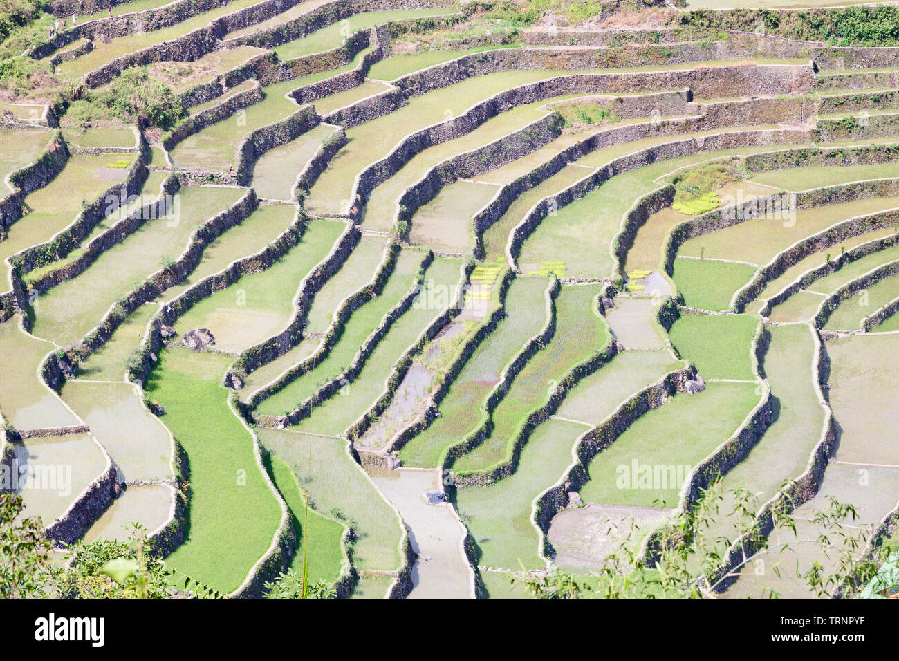 Batad rice terraces, near Banaue, Philippines Stock Photo - Alamy