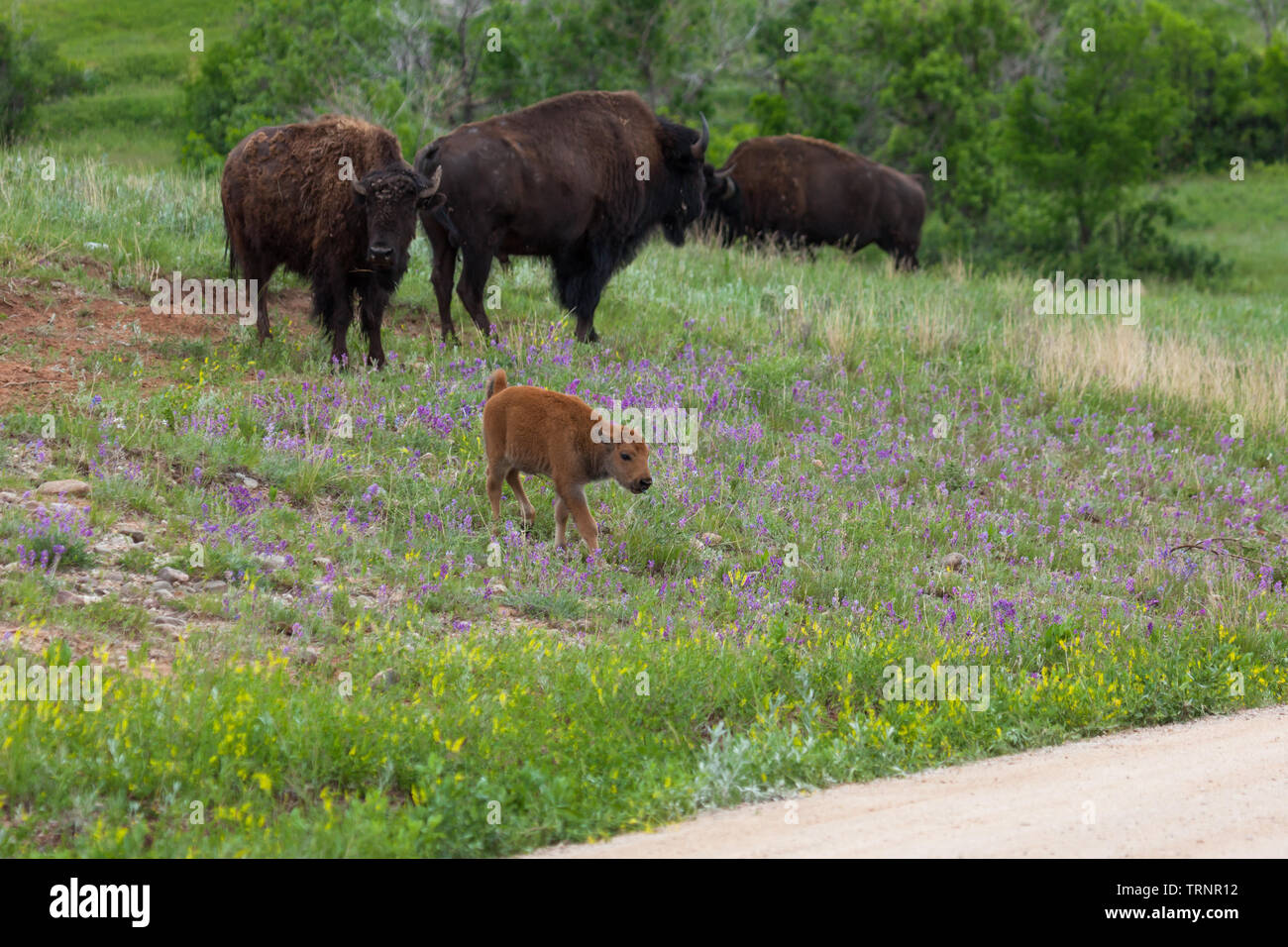 A new baby bison walks on a small hillside among purple wildflowers as ...