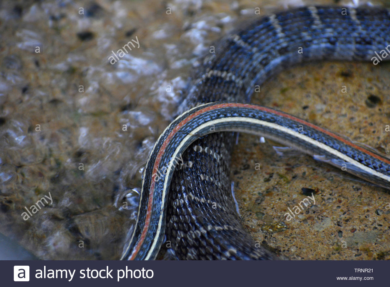 More Than One Kind Of Snake High Resolution Stock Photography and ...