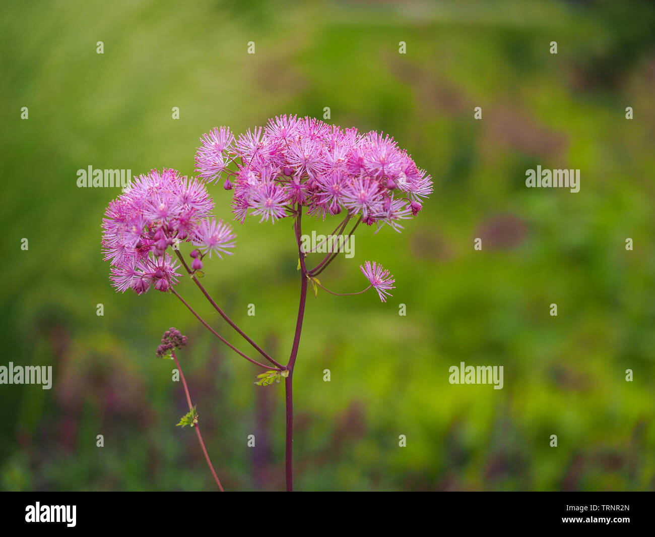 Closeup of delicate pink greater meadow-rue flowers (Thalictrum ...