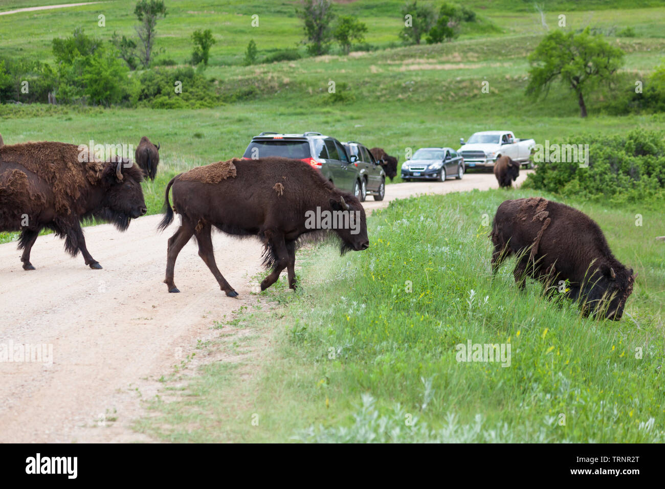 A group of bison crossing a dirt road and creating a road block for the ...