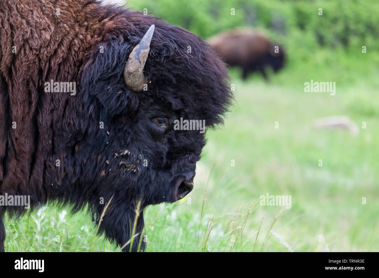 A massive bull bison head in profile with think black fur on his head ...