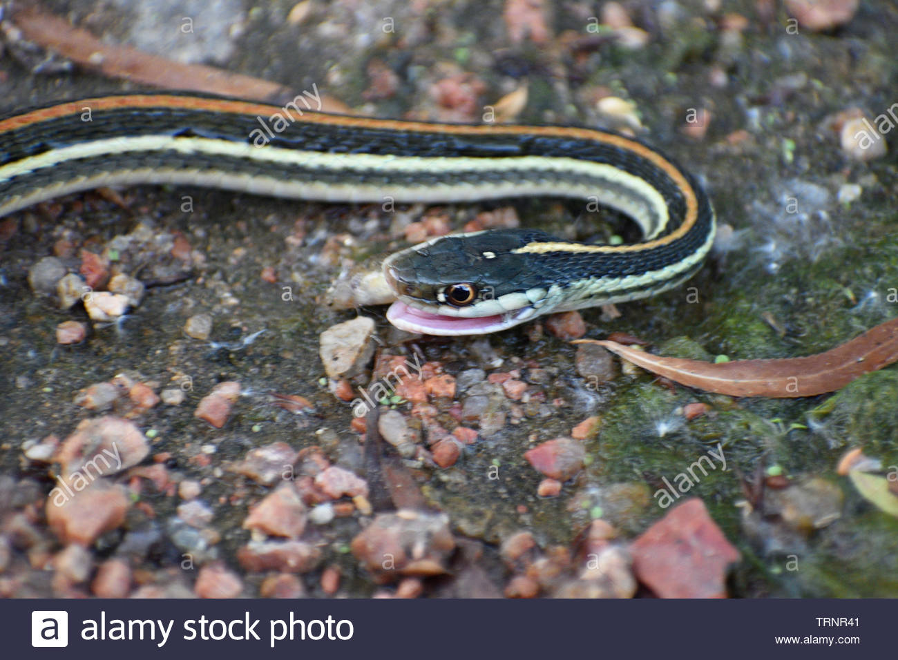 Western Ribbon Snake High Resolution Stock Photography and Images - Alamy