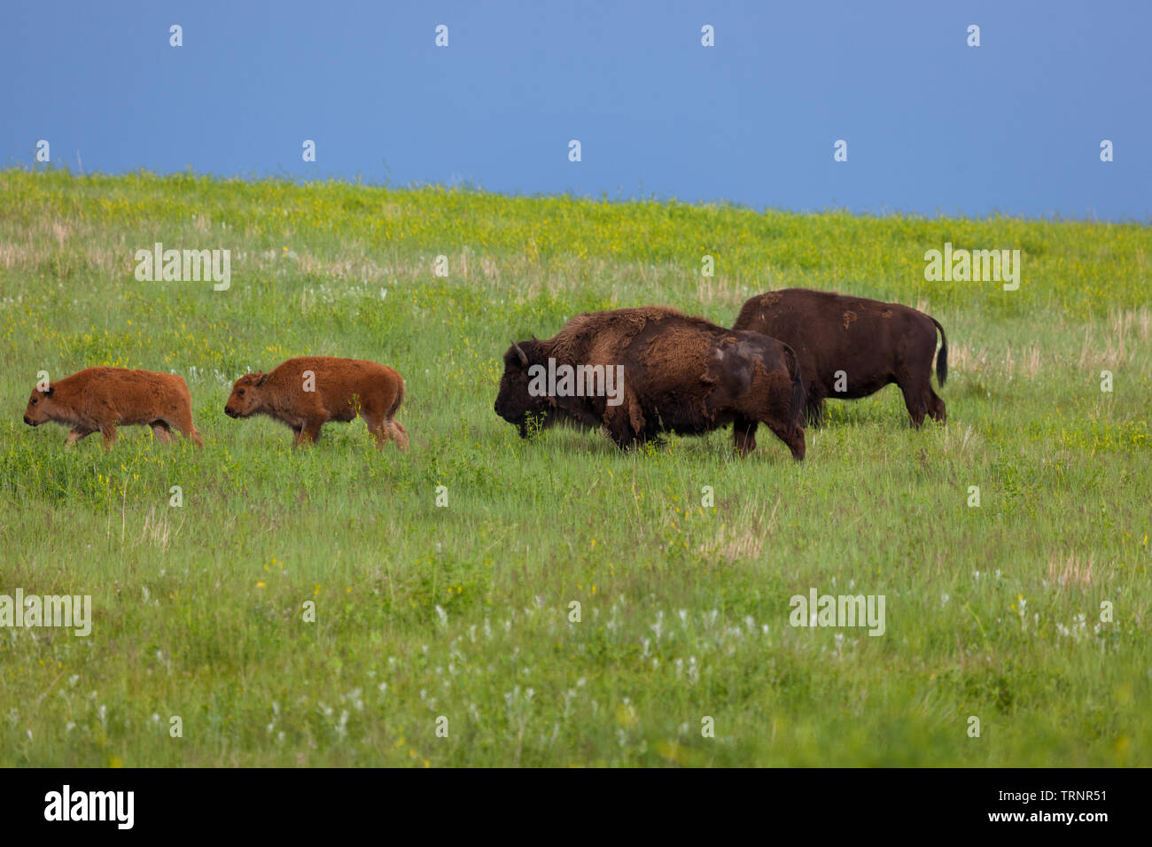 Two babies and two adult bison standing on a hillside of vibrant green ...