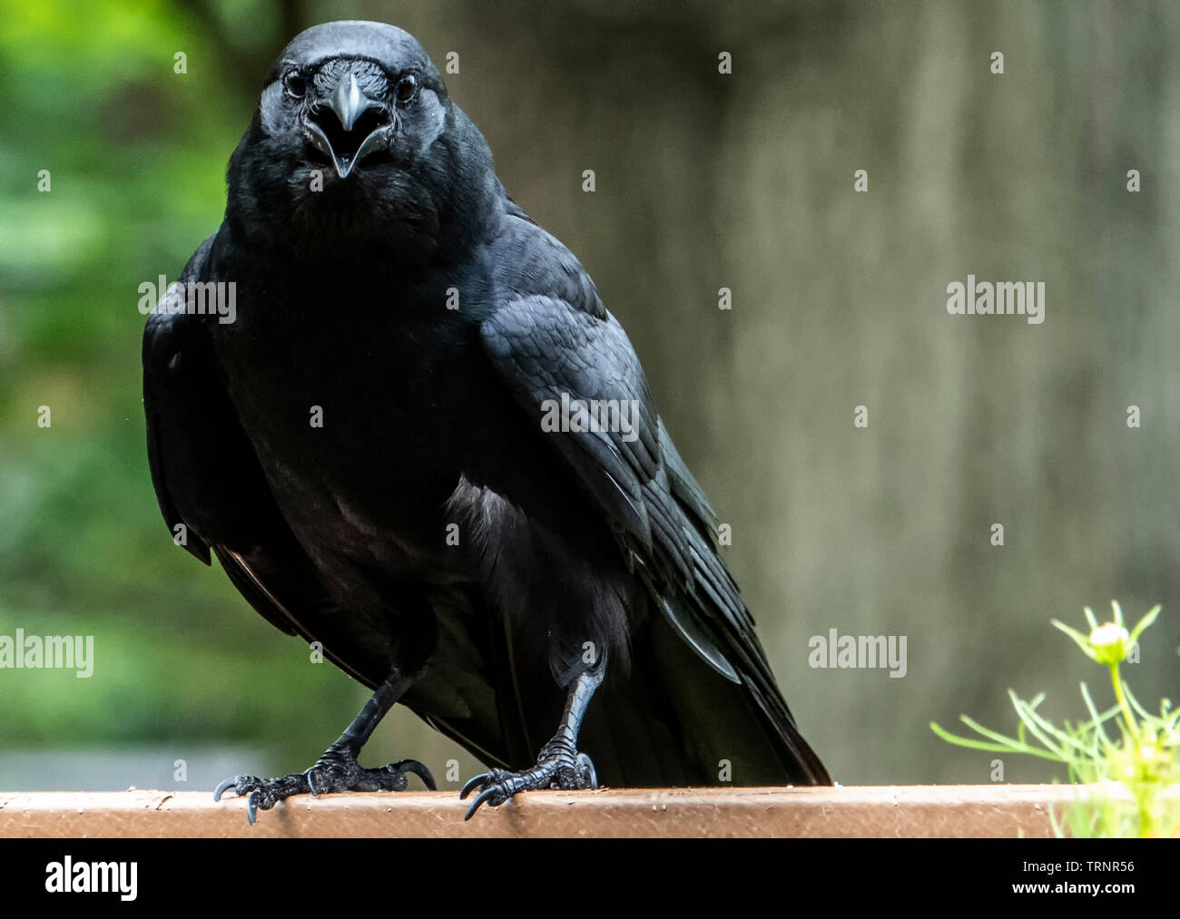 Big black bird Stock Photo - Alamy