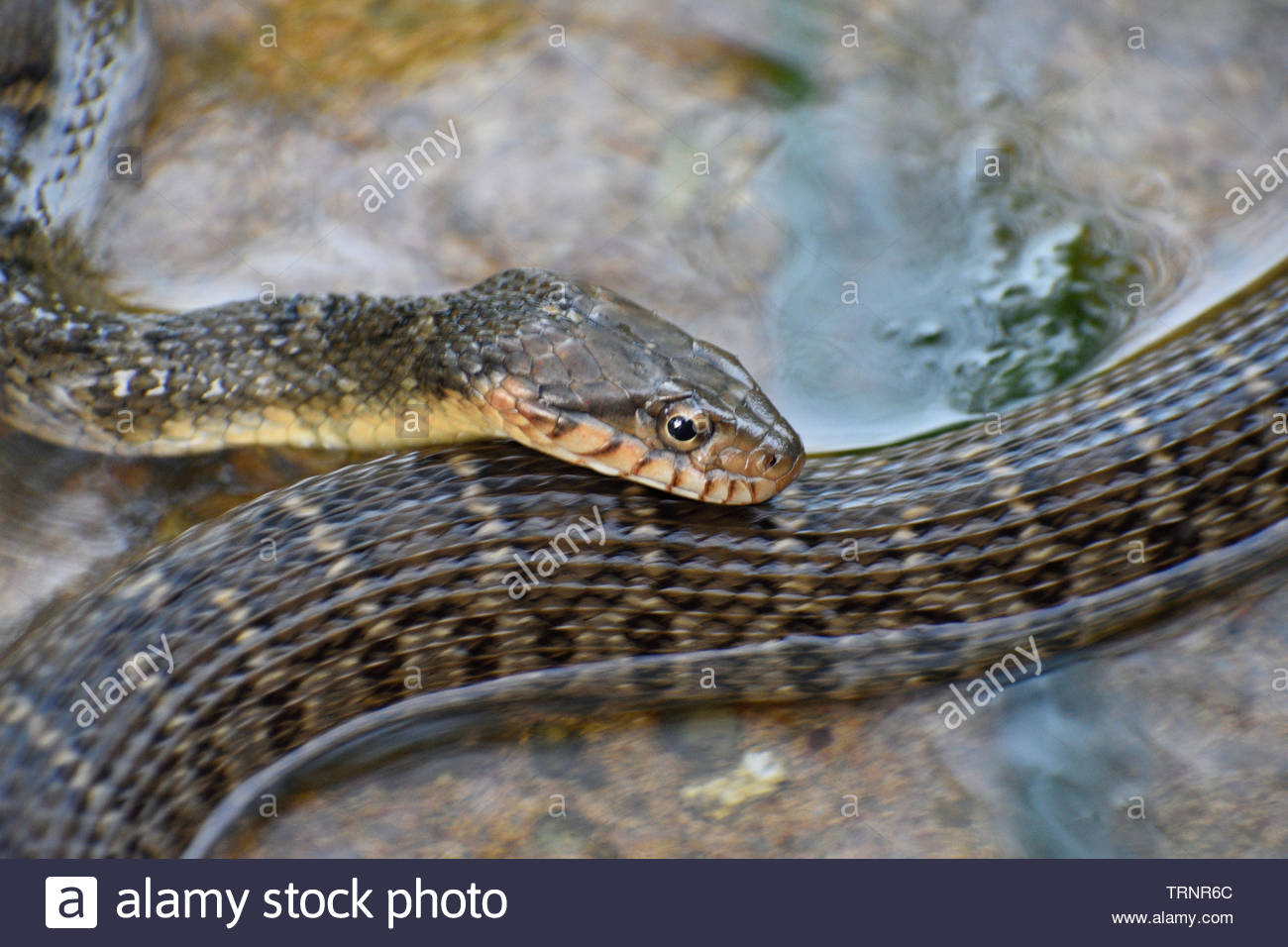 Venomous Snake In Texas High Resolution Stock Photography and Images ...
