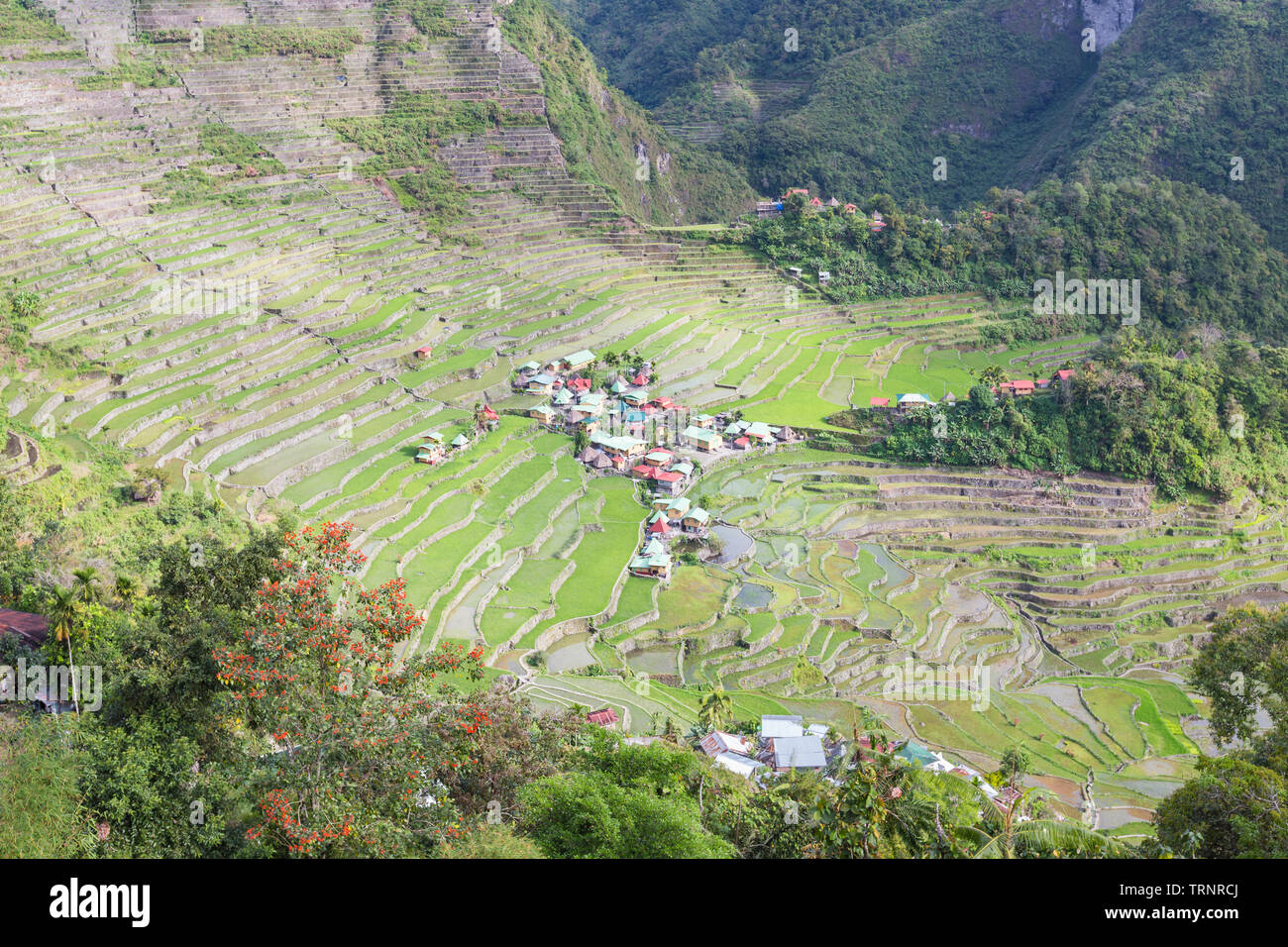Batad rice terraces, near Banaue, Philippines Stock Photo - Alamy