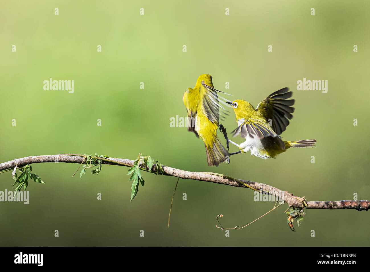 Wild Birds of India Stock Photo - Alamy