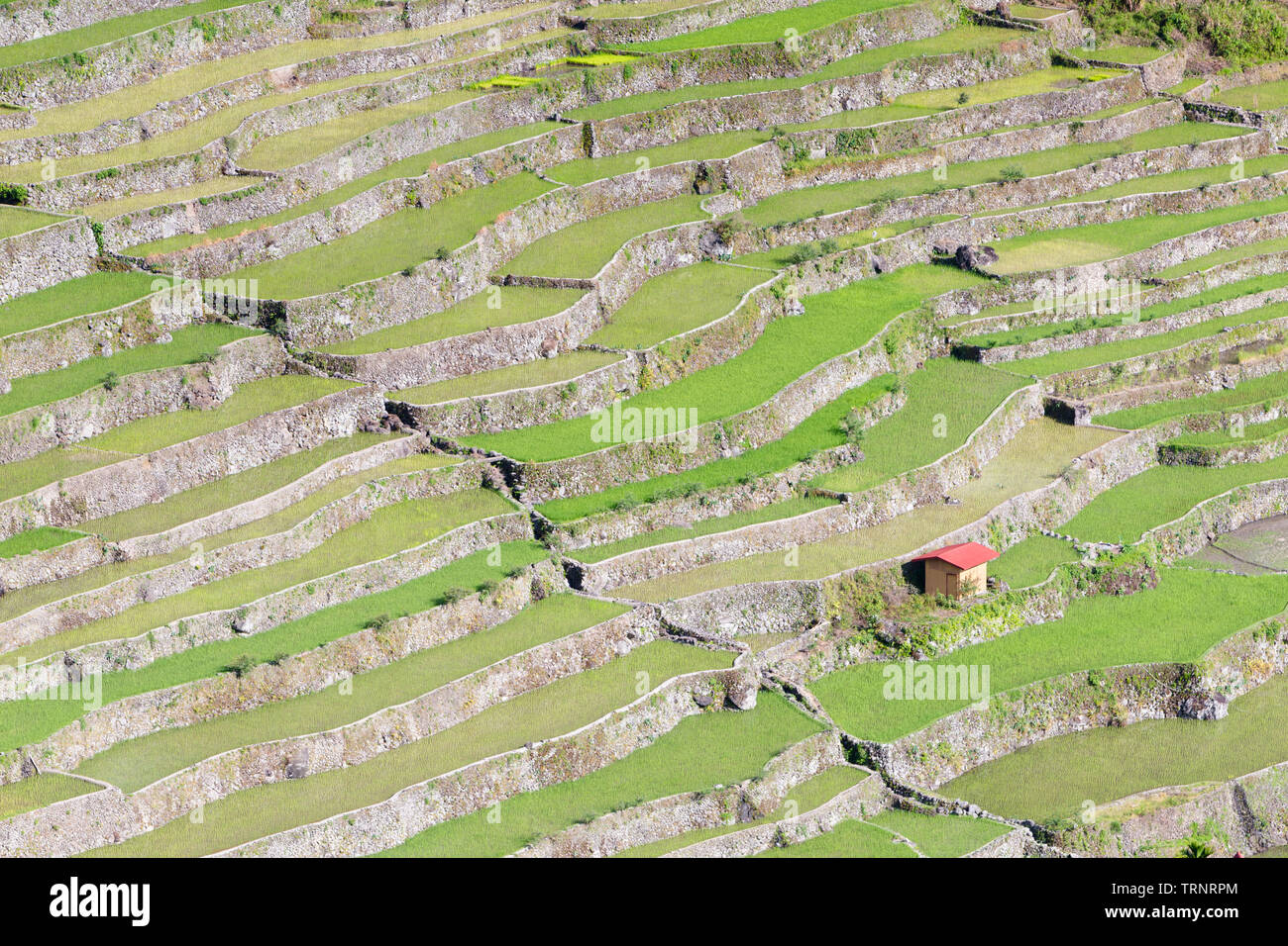 Batad rice terraces, near Banaue, Philippines Stock Photo - Alamy