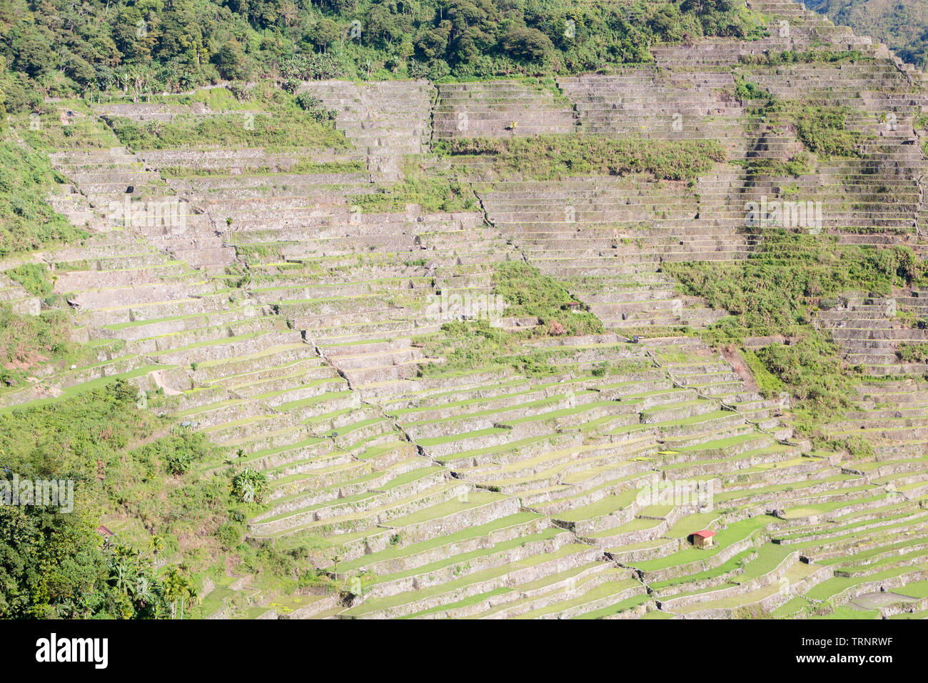 Batad rice terraces, near Banaue, Philippines Stock Photo - Alamy