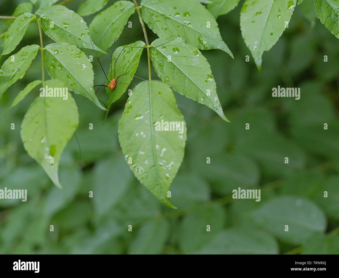 Dandy longlegs hi-res stock photography and images - Alamy