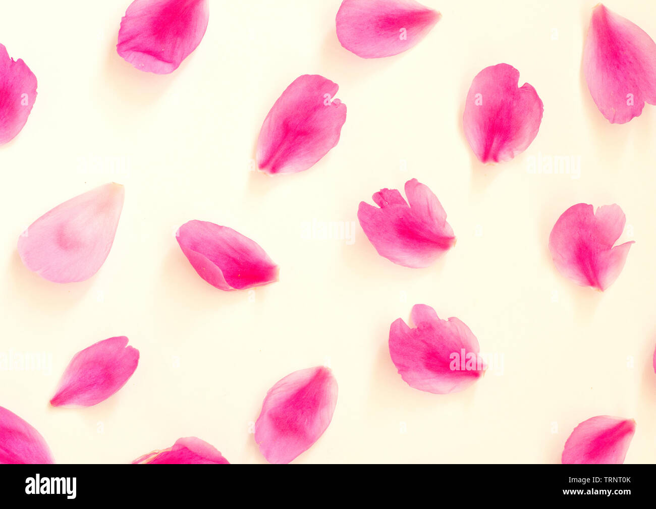 Petals texture hi-res stock photography and images - Alamy