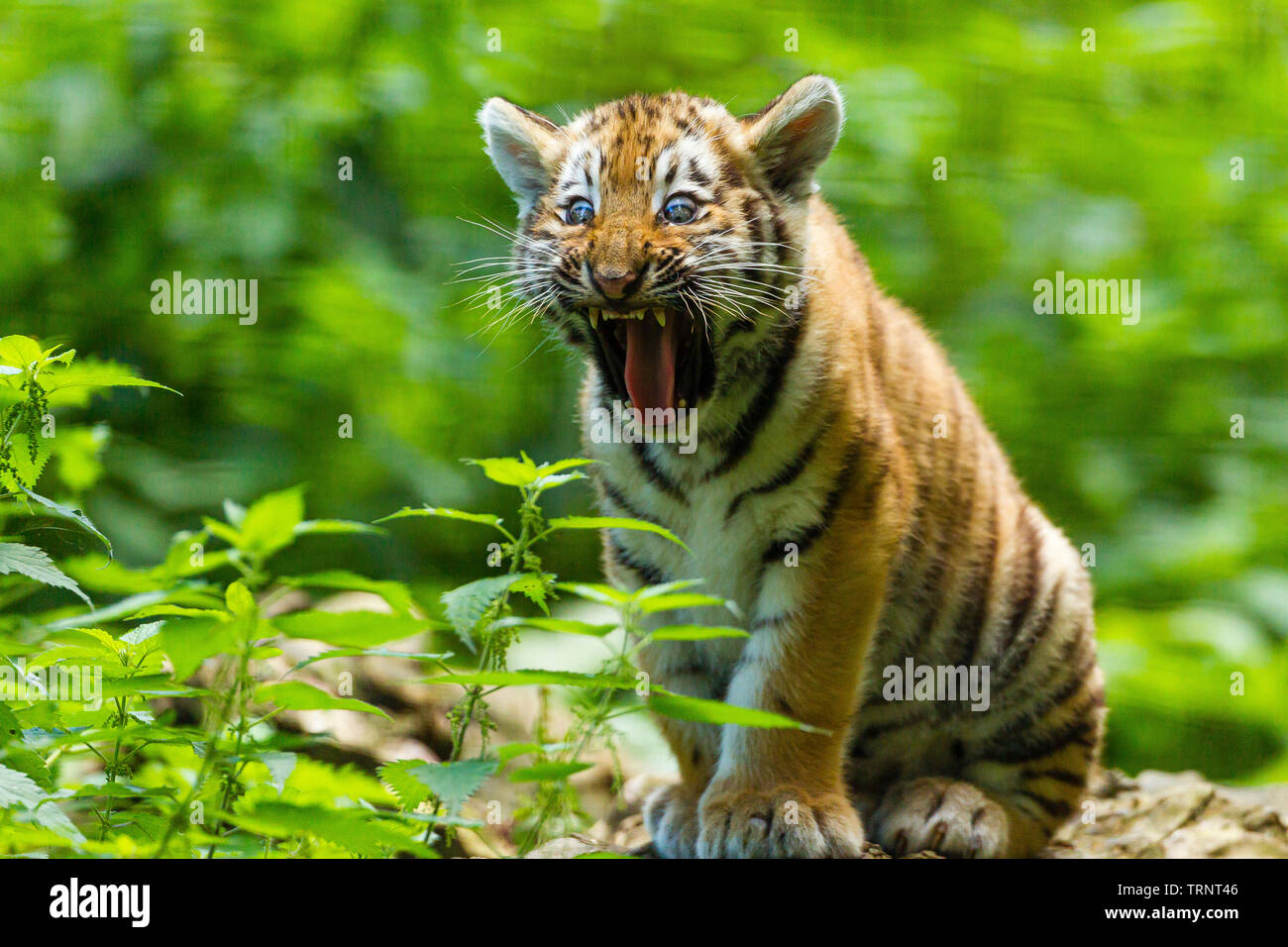 Amur/Siberian Tiger Cub (Panthera Tigris Altaica) Sitting On A Tree ...