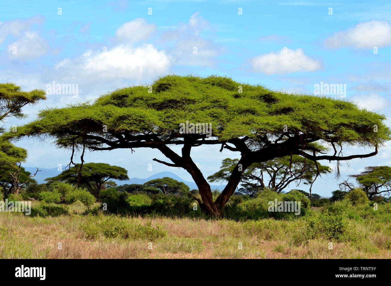 Acai trees hi-res stock photography and images - Alamy