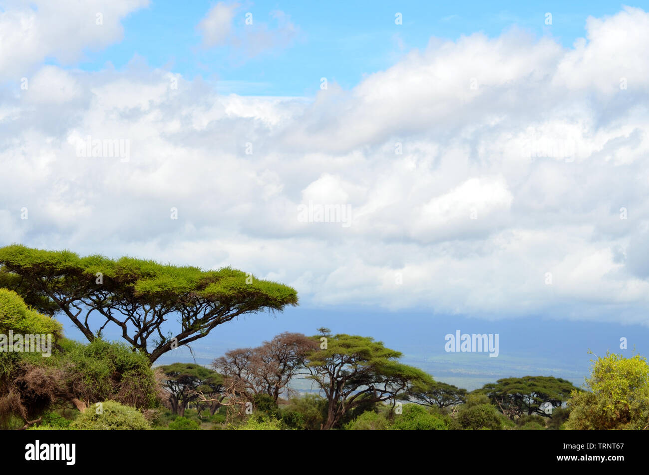 Safari landscape tree hi-res stock photography and images - Alamy