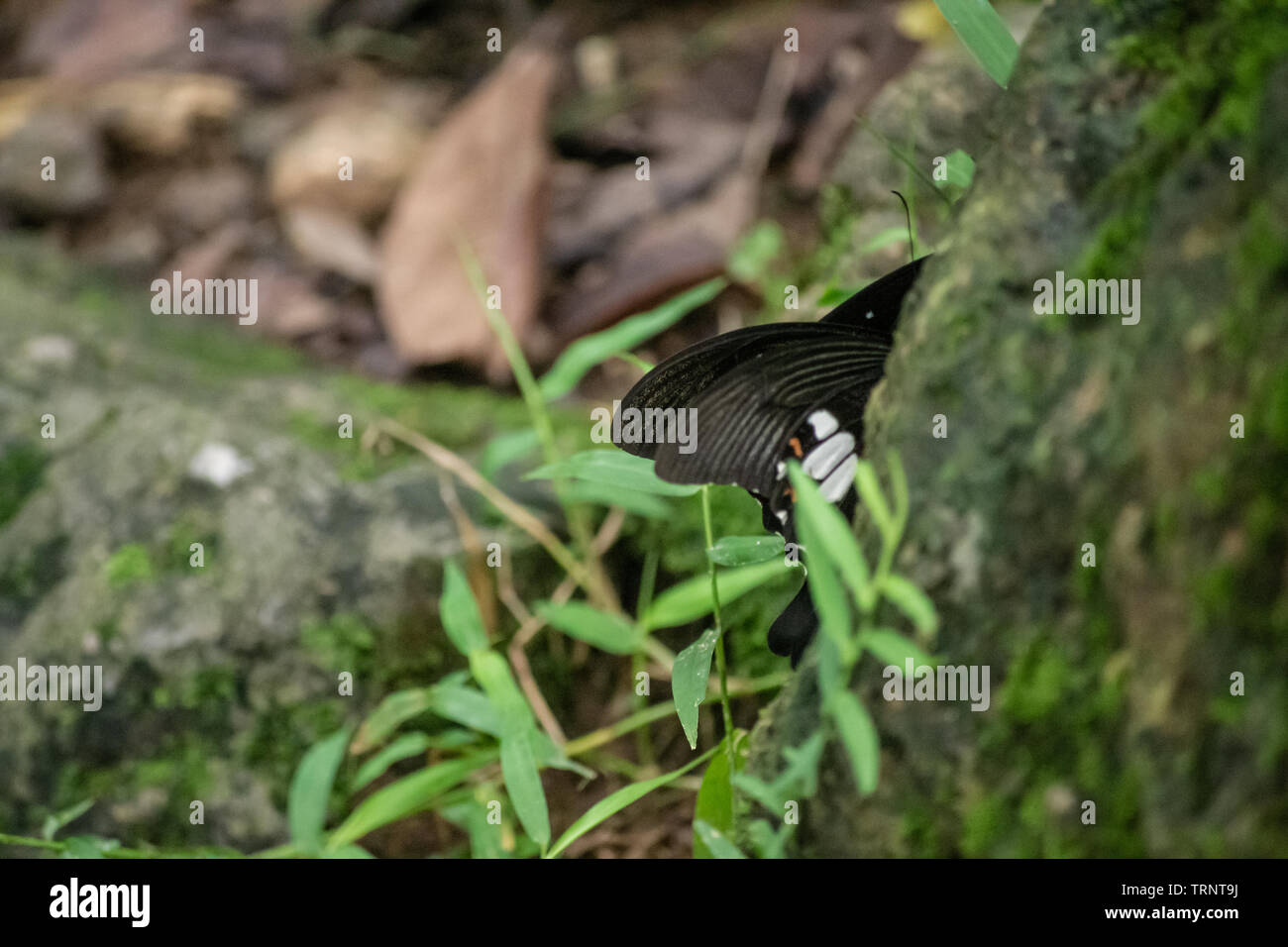 Black and White Helen butterfly color from Thailand, spot in ...
