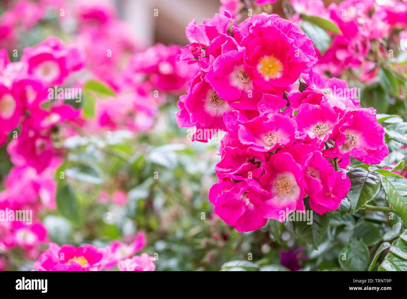 Gilliflower High Resolution Stock Photography and Images - Alamy