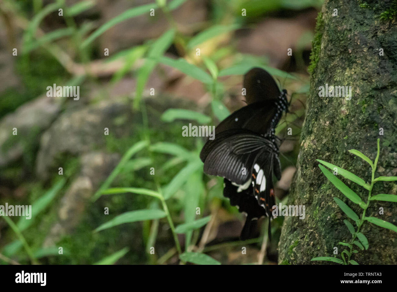 Black and White Helen butterfly color from Thailand, spot in ...