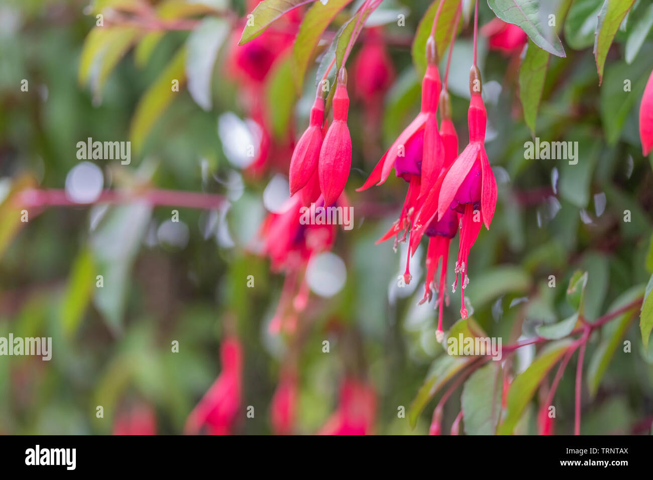 Fuchsia magellanica mrs popple hi-res stock photography and images - Alamy