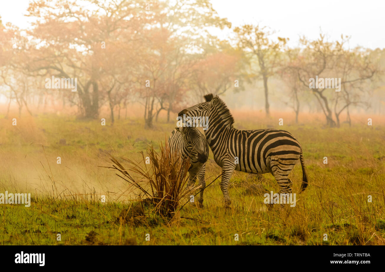 two male zebra fighting in Malawi Stock Photo - Alamy