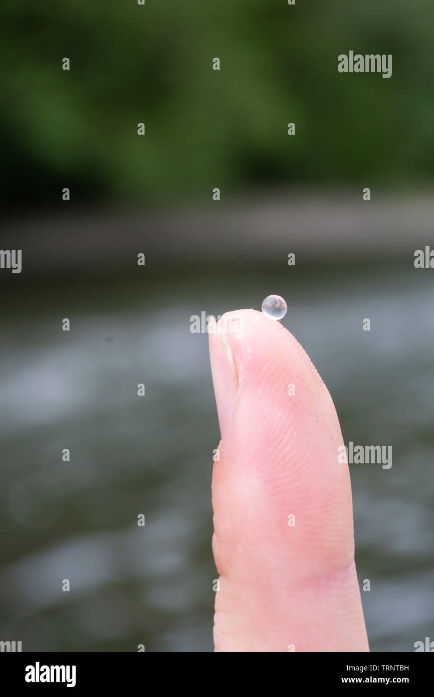 Allis shad hi-res stock photography and images - Alamy