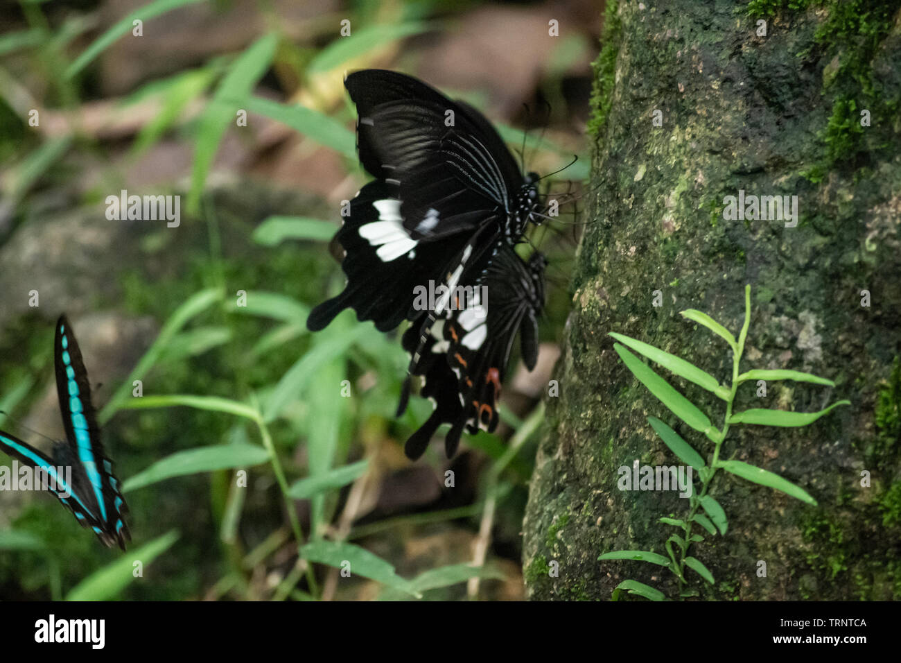 Black and White Helen butterfly color from Thailand, spot in ...