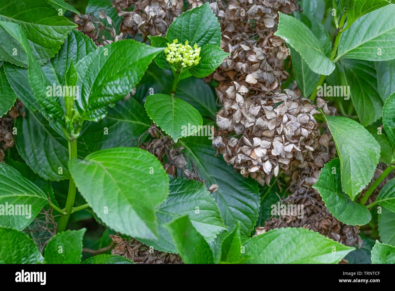 A dried garden plant on a Sunny spring day against a green living ...