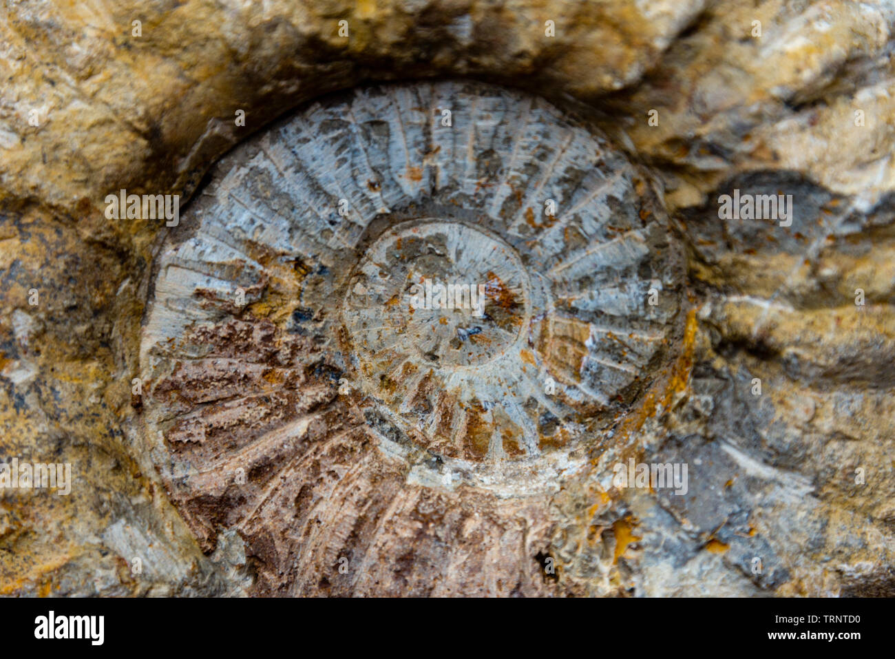 Jurassic ammonite snakestone hi-res stock photography and images - Alamy