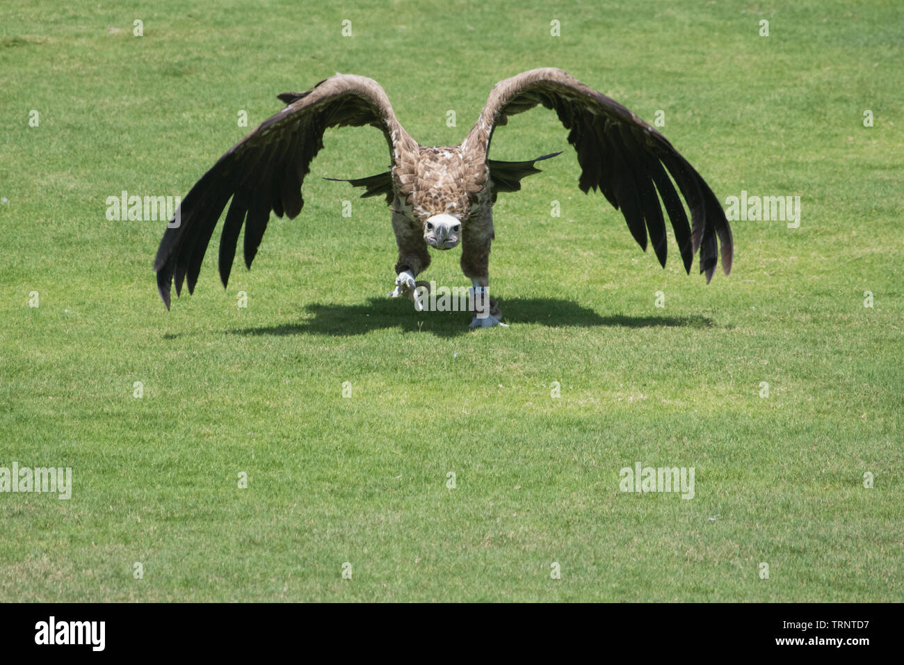 Flying gyps huge wing hi-res stock photography and images - Alamy
