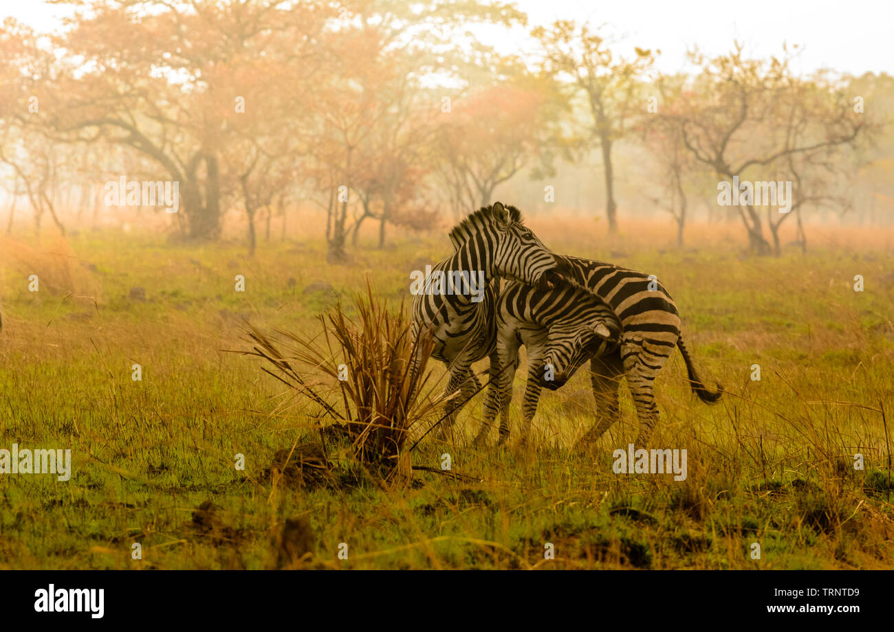 two male zebra fighting in Malawi Stock Photo - Alamy