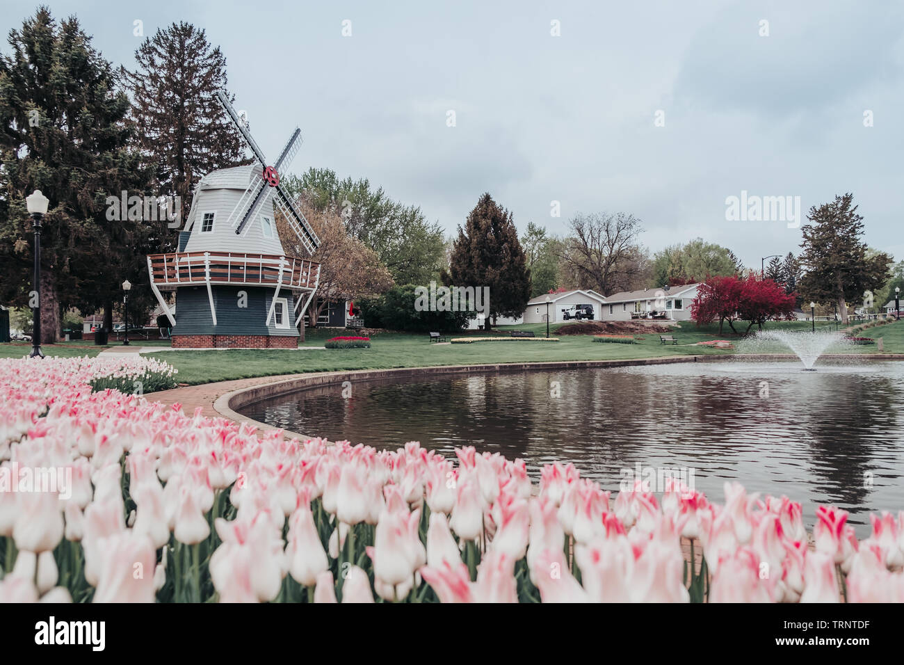 Pink tulips around a pond with a Dutch windmill and other beds of ...