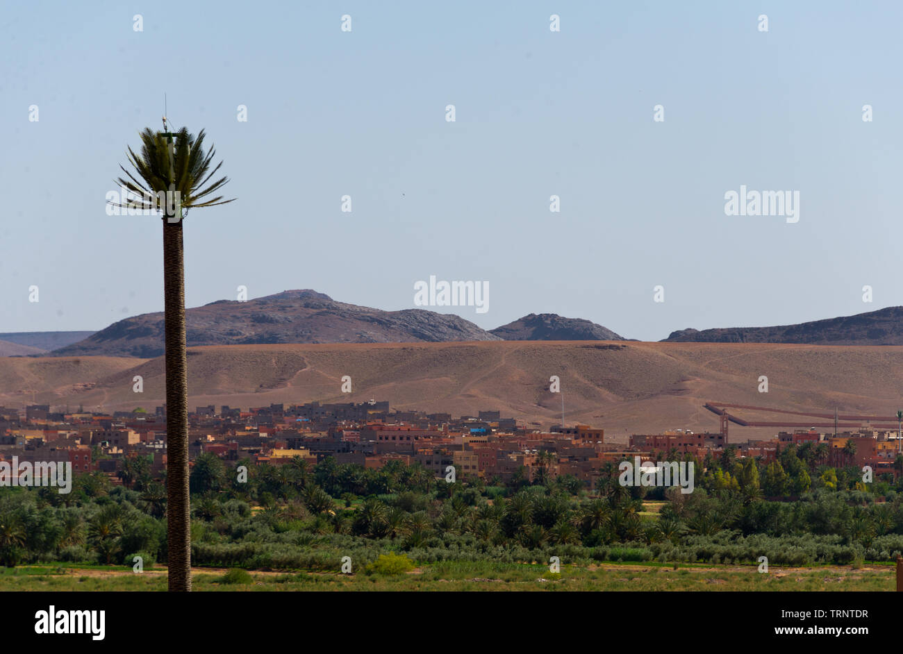 Cellular phone palm tree hi-res stock photography and images - Alamy