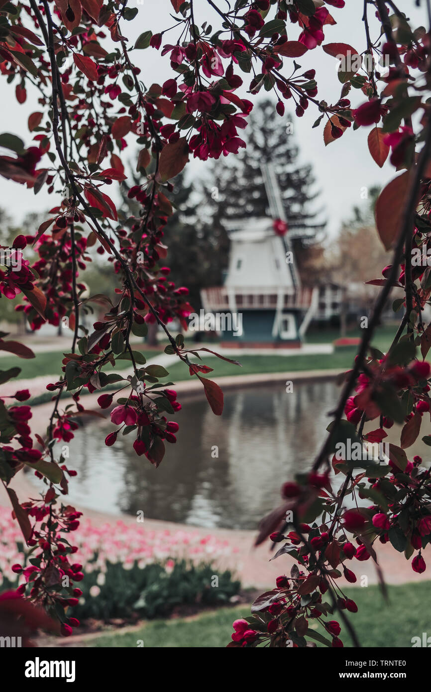 A blurred Dutch windmill and park framed by branches of a blooming ...