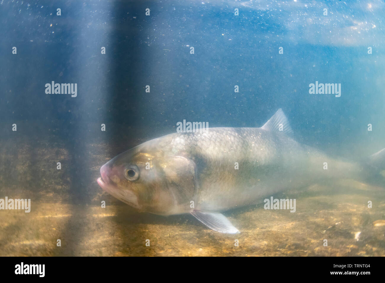 Alosa High Resolution Stock Photography and Images - Alamy