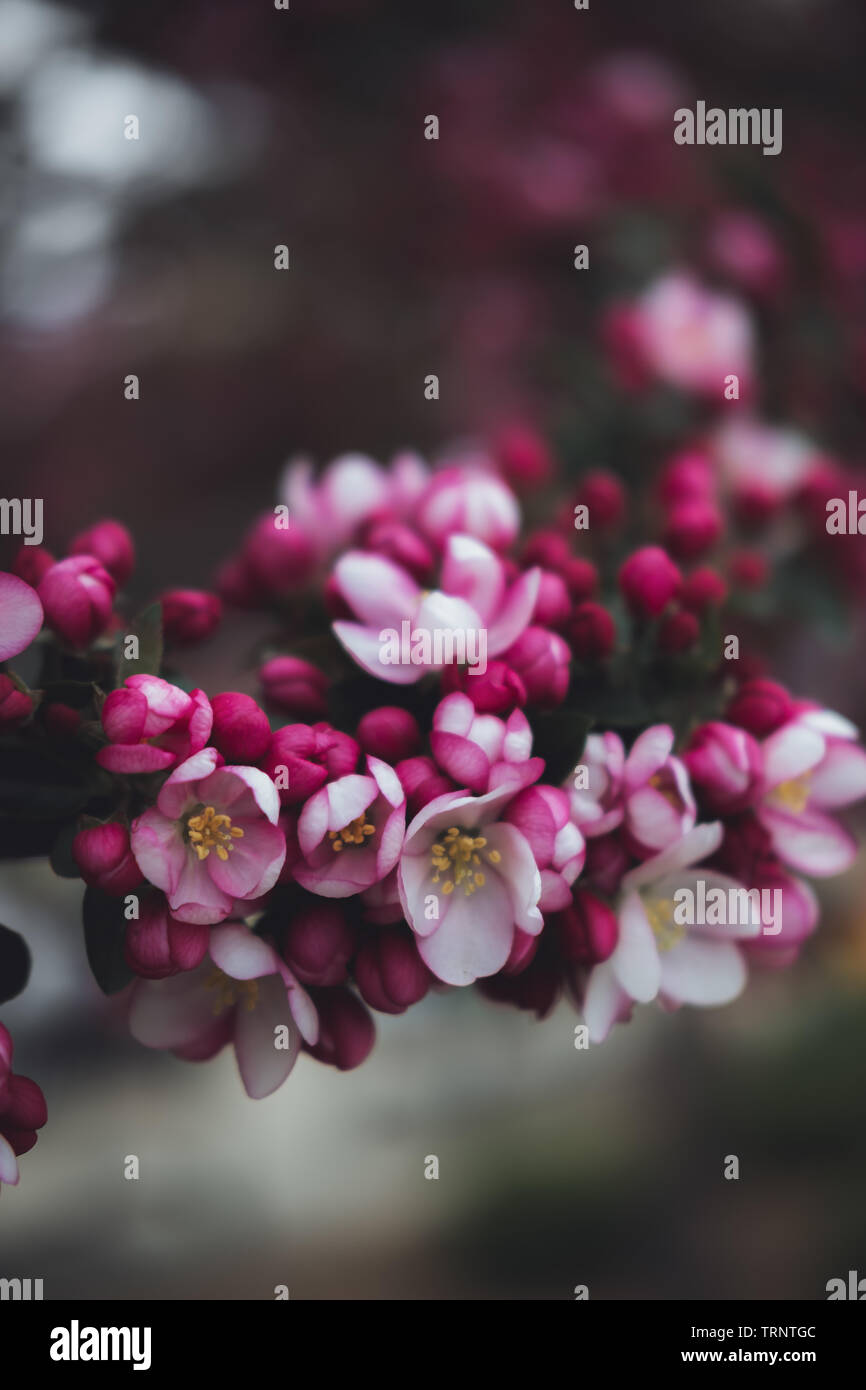 Flowers and buds sit along a branch on a Crabapple tree in the ...